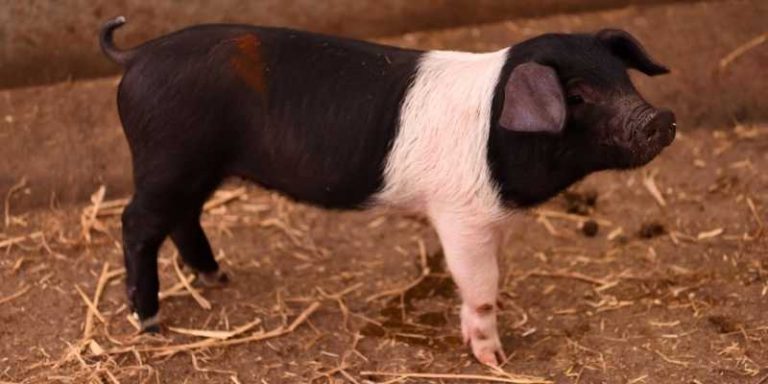 8 Black Pig Breeds with Photos | Farming Base