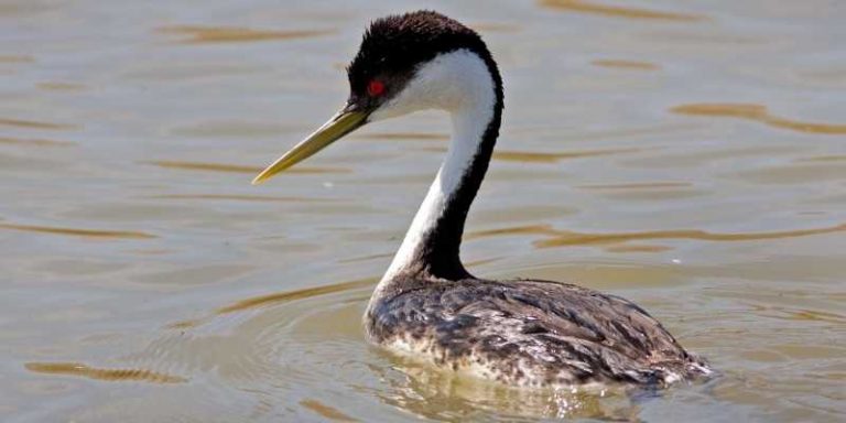 10 Birds that Look Like Ducks | Farming Base