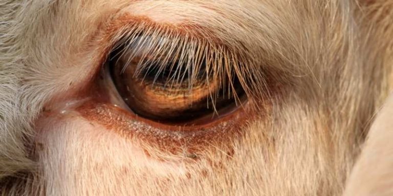 Why Do Goats Have Rectangular Pupils? | Farming Base