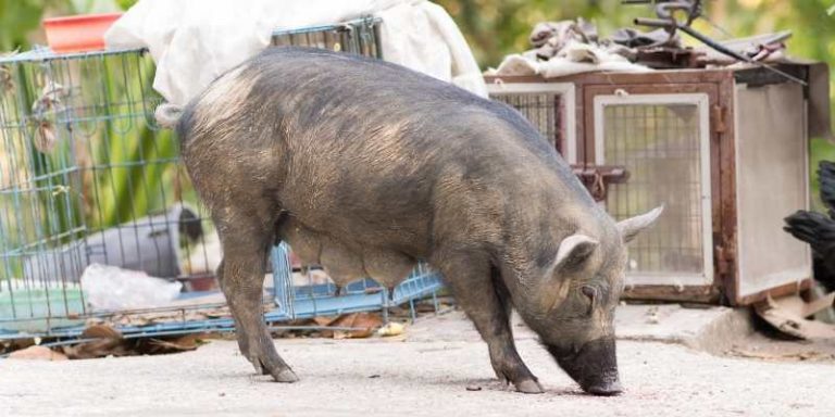 Do Pigs Eat Humans? Attack Behavior | Farming Base