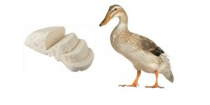 Can Ducks Eat Cheese? | Farming Base