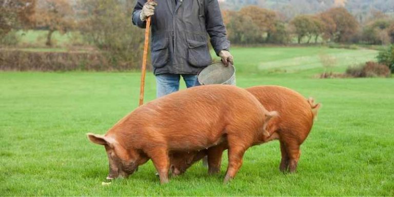 What Eat Pigs? 7 Common Pig Predators | Farming Base