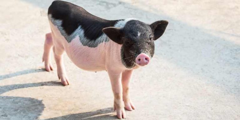10 Small Pig Breeds that Look Cute | Farming Base
