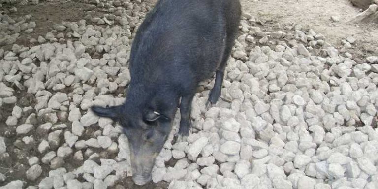 10 Small Pig Breeds that Look Cute | Farming Base