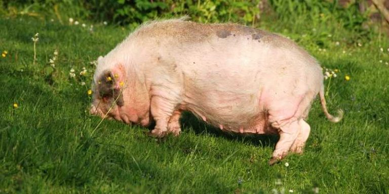 10 Small Pig Breeds that Look Cute | Farming Base