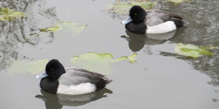 11 Ducks that Can Swim Underwater | Farming Base