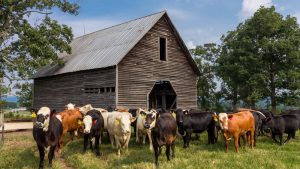 How Do Farm Animals Help Us And What Is Their Use? | Farming Base