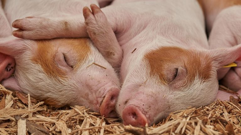 How to Raise Feeder Pigs? | Farming Base