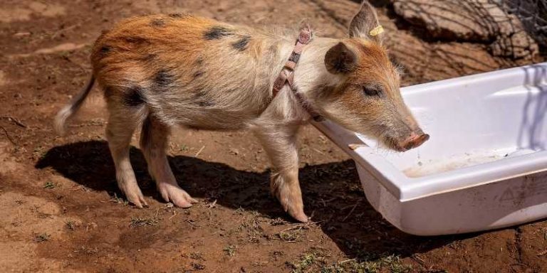 10 Small Pig Breeds that Look Cute | Farming Base