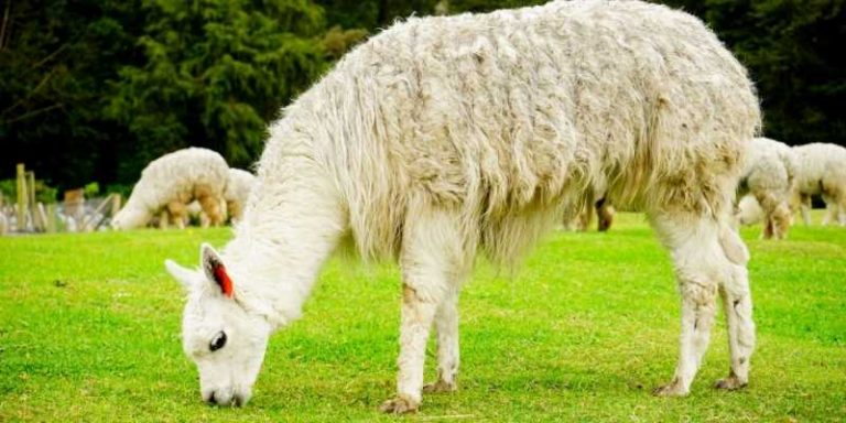 How Much Does An Alpaca Cost? Price Breakdown | Farming Base