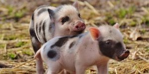 Pig Raising 101: A Complete Guide To Pig Farming | Farming Base