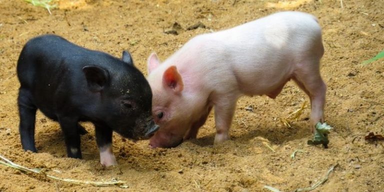 Pig Raising 101: A Complete Guide To Pig Farming | Farming Base