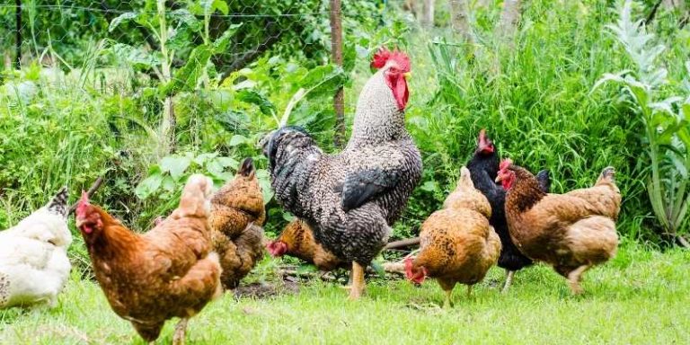 171+ Awesome Rooster Names for Male Chicken | Farming Base