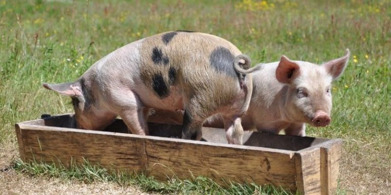 Pig Raising 101: A Complete Guide To Pig Farming | Farming Base