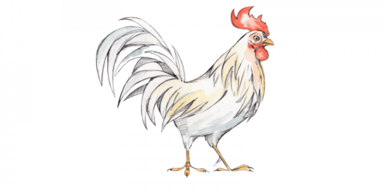 171+ Awesome Rooster Names for Male Chicken | Farming Base