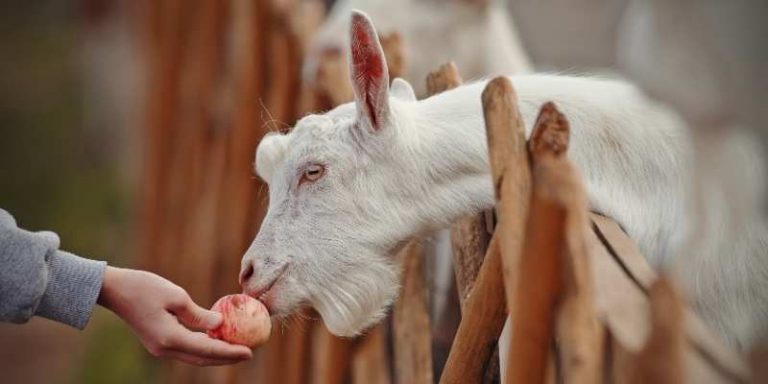 Can Goats Eat Apples? Benefits and 3 Ways to Serve | Farming Base