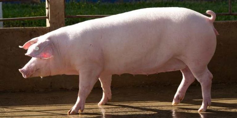Do Pigs Eat Meat? Benefits and Risks | Farming Base