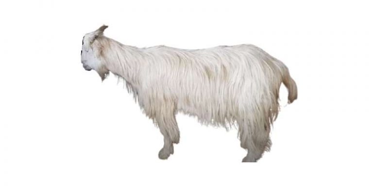 8 Pakistani Goat Breeds (With Pictures) | Farming Base