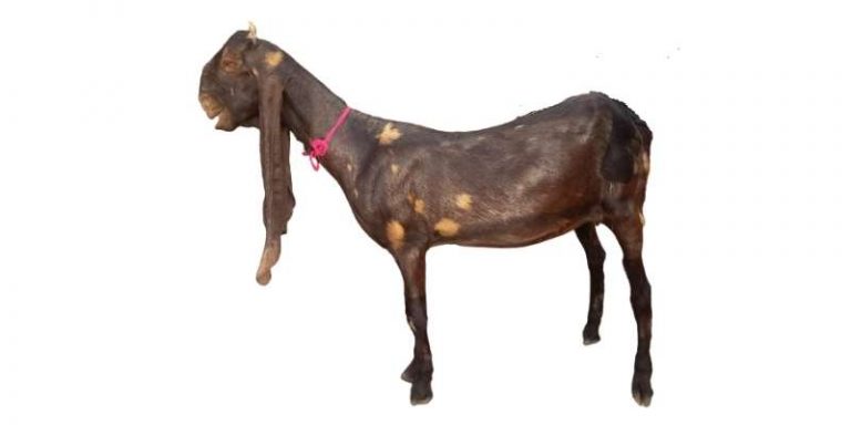 8 Pakistani Goat Breeds (With Pictures) | Farming Base
