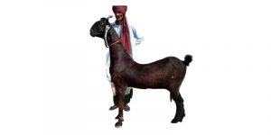 8 Pakistani Goat Breeds (With Pictures) | Farming Base