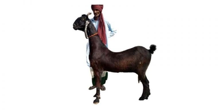 8 Pakistani Goat Breeds (With Pictures) | Farming Base