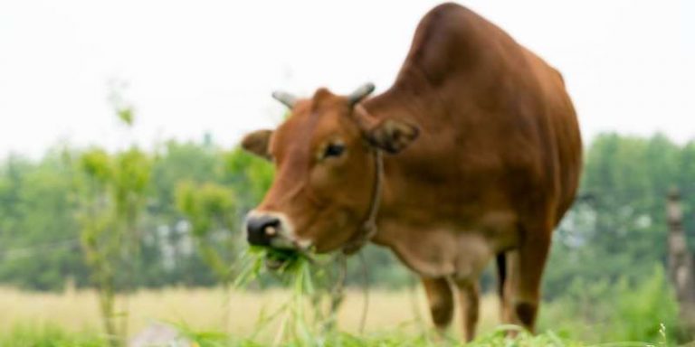Sahiwal Cattle, Everything You Need To Know | Farming Base