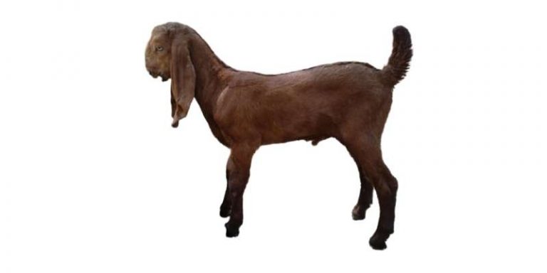8 Pakistani Goat Breeds (With Pictures) | Farming Base