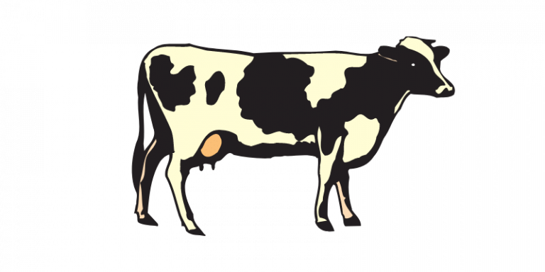 4 Home Remedies to Treat Bloating In Cattle | Farming Base