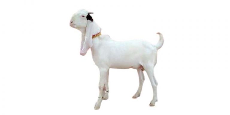 8 Pakistani Goat Breeds (With Pictures) | Farming Base