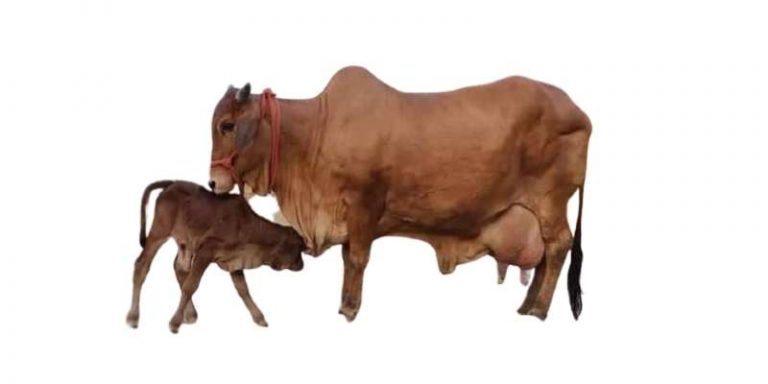 Sahiwal Cattle, Everything You Need To Know | Farming Base