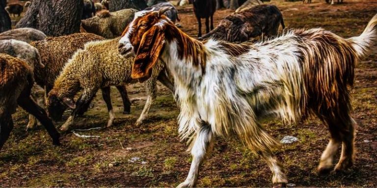 Dera Din Panah Goat: Origin, Facts, and Characteristics | Farming Base