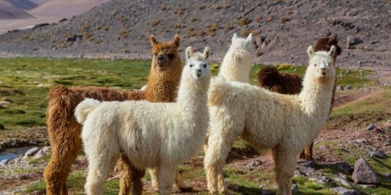 5 Types of Llamas with Origin, Characteristics, and Facts | Farming Base