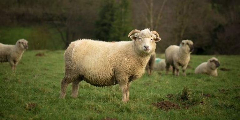 11 Rare Sheep Breeds You Need to Meet (With Pictures) | Farming Base