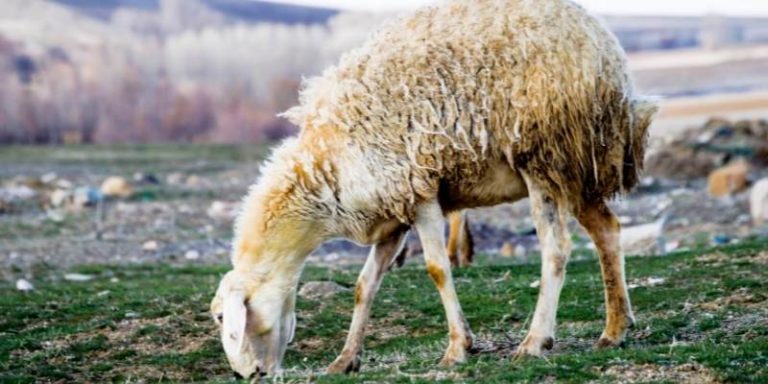 11 Rare Sheep Breeds You Need to Meet (With Pictures) | Farming Base