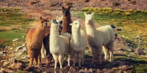 5 Types of Llamas with Origin, Characteristics, and Facts | Farming Base