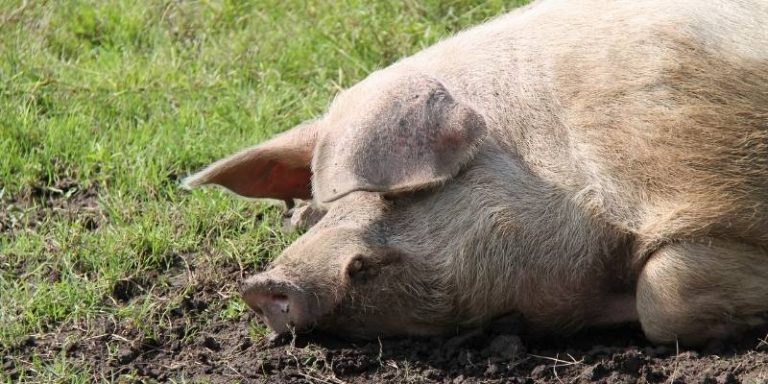 5 White Pig Breeds with Pictures | Farming Base