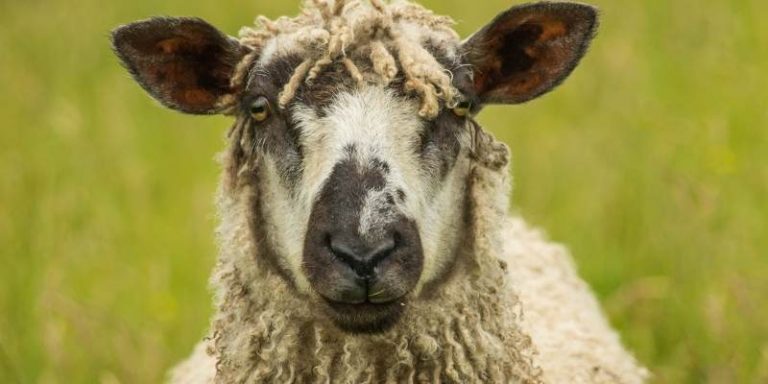 11 Rare Sheep Breeds You Need to Meet (With Pictures) | Farming Base