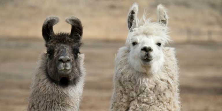 5 Types of Llamas with Origin, Characteristics, and Facts | Farming Base