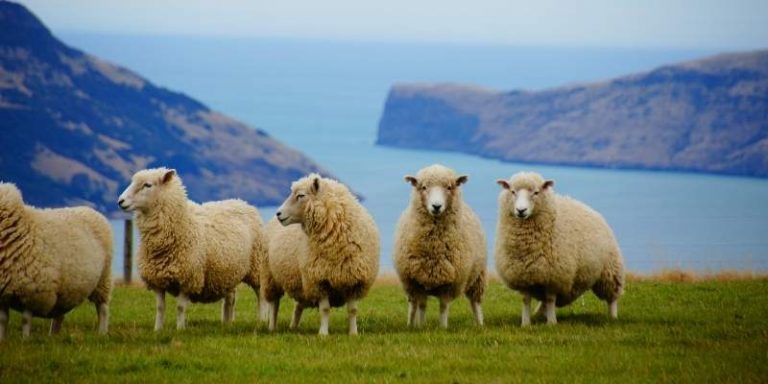 11 Rare Sheep Breeds You Need to Meet (With Pictures) | Farming Base