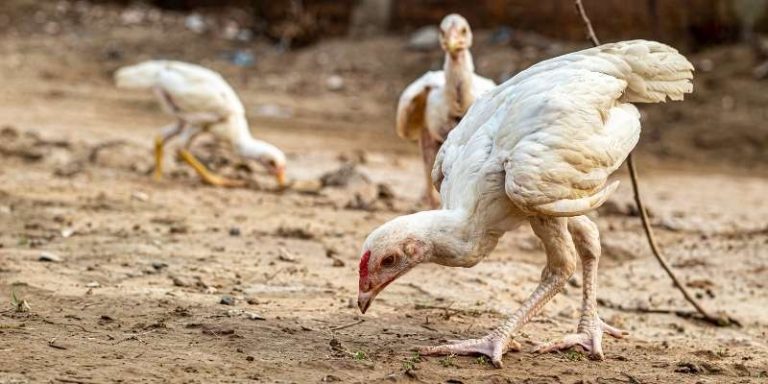 8 Fighting Rooster Breeds with Facts and Pictures | Farming Base