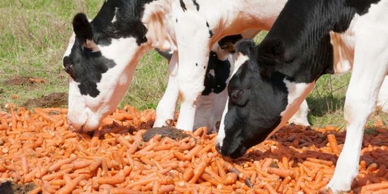 Can Cows Eat Carrots? 3 Ways to Feed | Farming Base