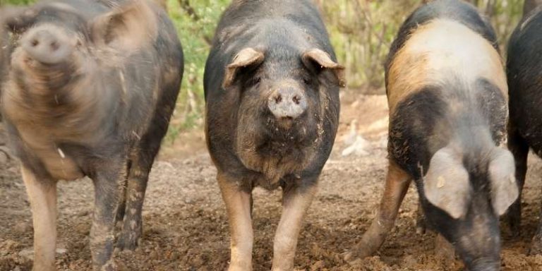 10 Black And White Pig Breeds with Pictures | Farming Base