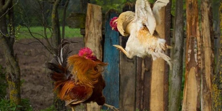 8 Fighting Rooster Breeds With Facts And Pictures Farming Base