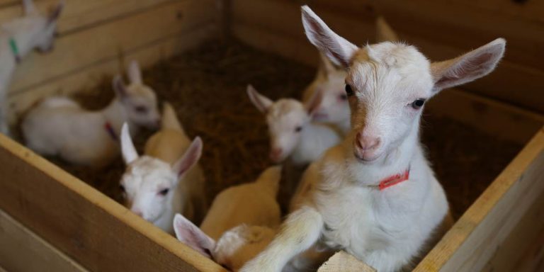 Red Cells for Goats: Importance of Supplement | Farming Base