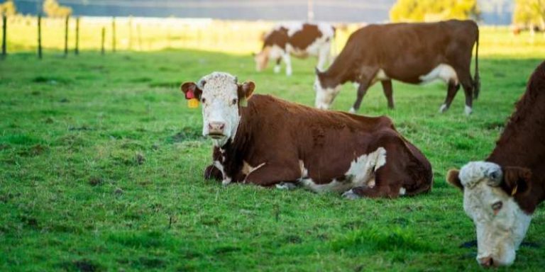 341+ Farm Names: How to Choose Best Farm Name? | Farming Base