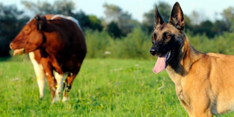 What Eats A Cow? 7 Common Cow Predators | Farming Base