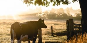 Do Cows Cry? (Watery Eyes, Fear And Other Signs) | Farming Base