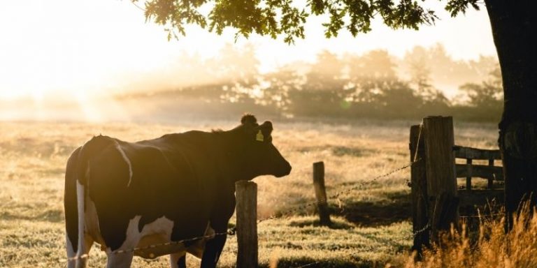 Do Cows Cry? (Watery Eyes, Fear And Other Signs) | Farming Base