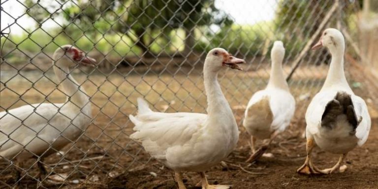 7 Ways to Keep Duck Bedding Dry | Farming Base