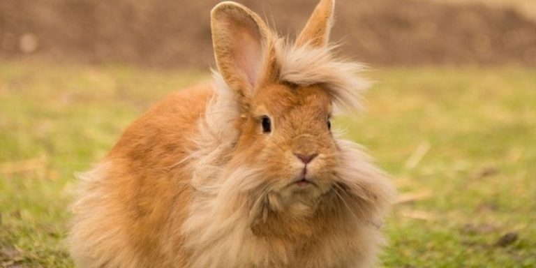 9 Fluffy Rabbit Breeds (With Pictures) | Farming Base